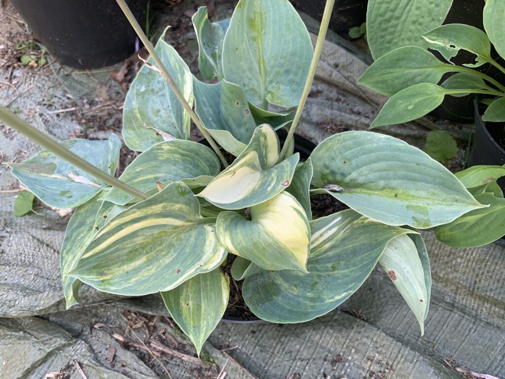 Hosta ‘Paradise Lightning’ – Hanjas webshop